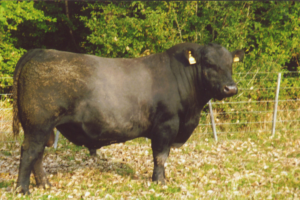 SIRES - DANDALOO STUDDANDALOO STUD